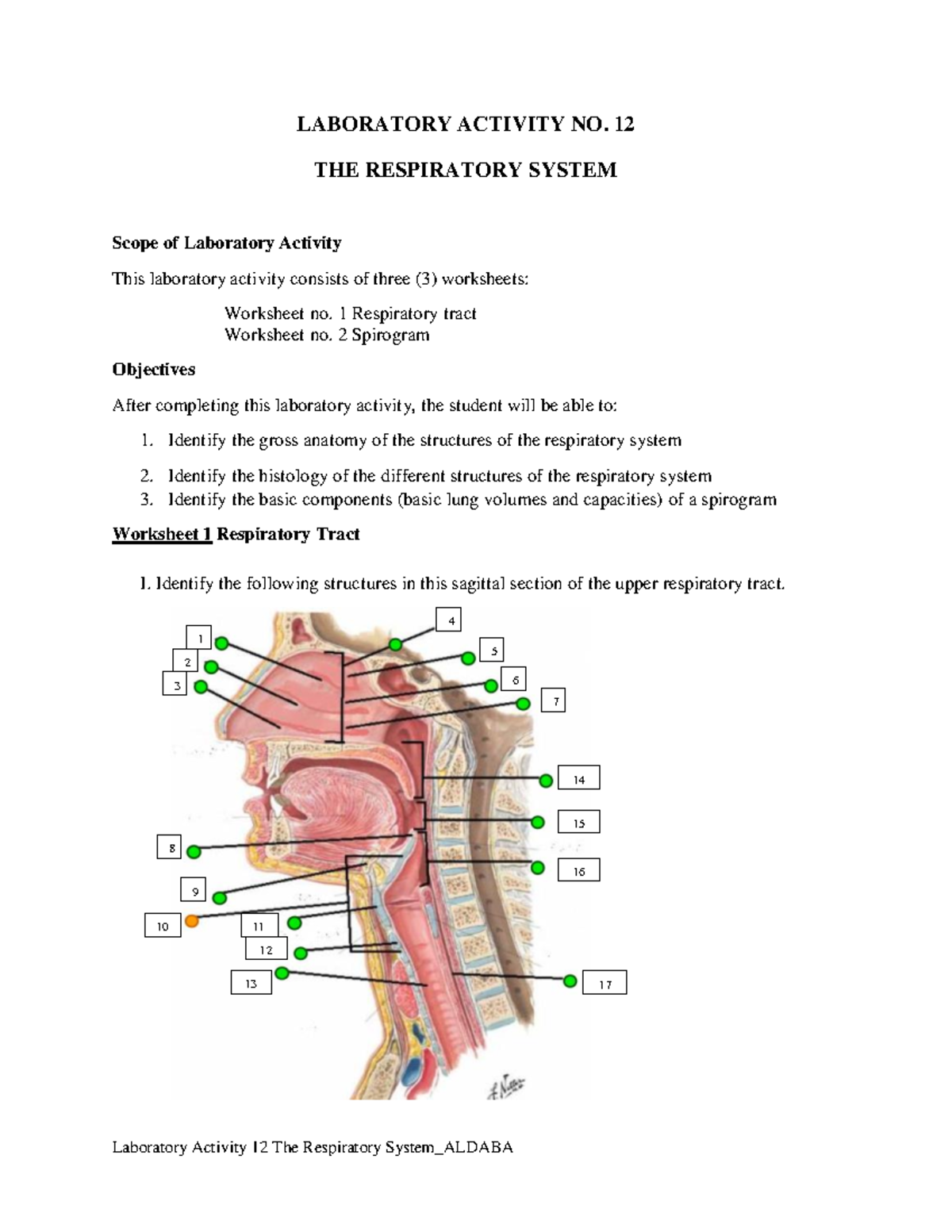 Respiratory system - Worksheet - LABORATORY ACTIVITY NO. 12 THE ...