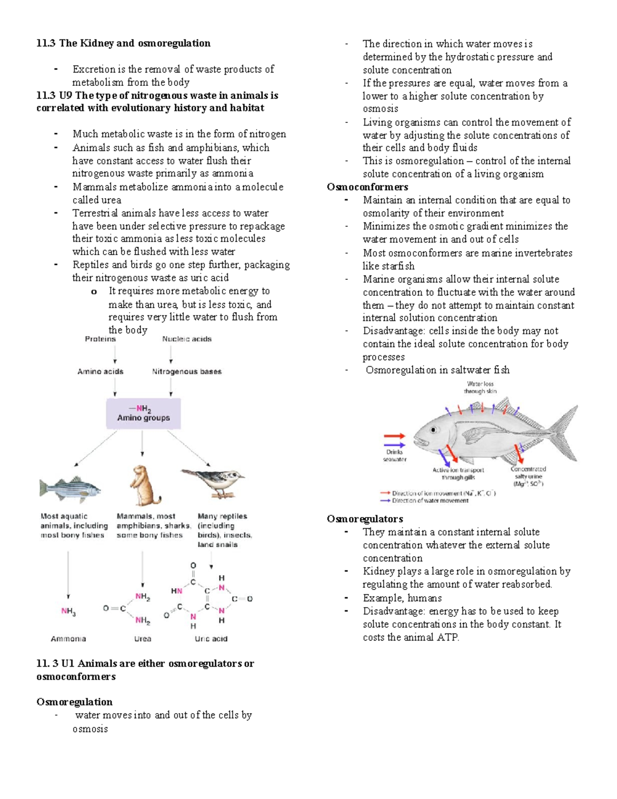 11.3 The Kidney and osmoregulation - 11 The Kidney and osmoregulation ...