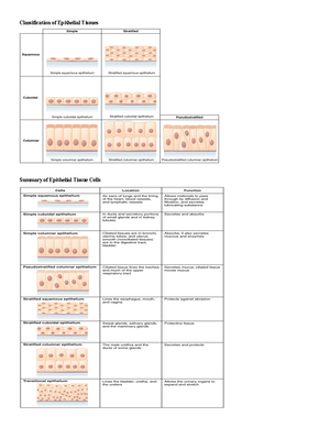Tissue Types Flashcards (w pictures) - Name Location Function Simple ...