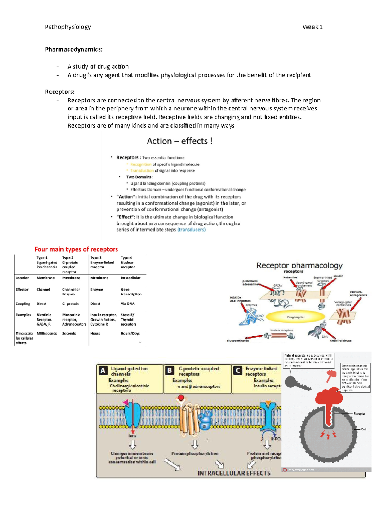 Pharmacodynamics - The role of drugs in the body - Pharmacodynamics: A ...