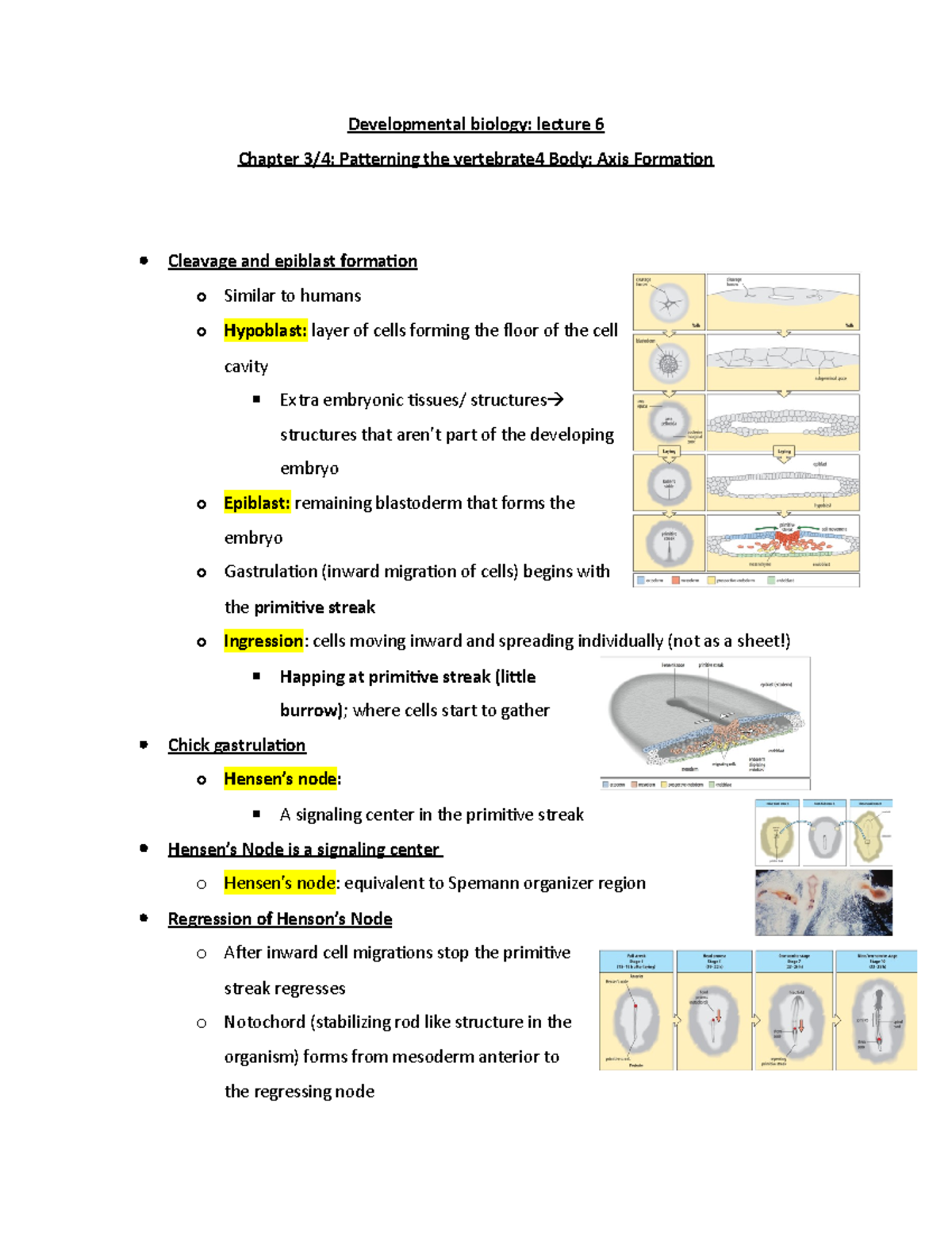 Developmental biology lecture 6 - Studocu