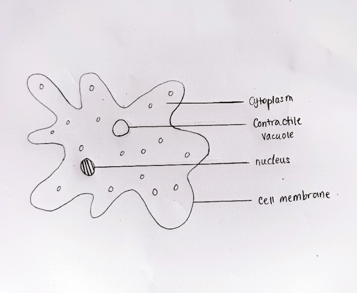 Amoeba Proteus Biological Techniques O O 0 Cytoplasm 0 Contractile