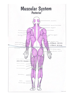 Endocrine System Hormone Case Study Analysis - Studocu