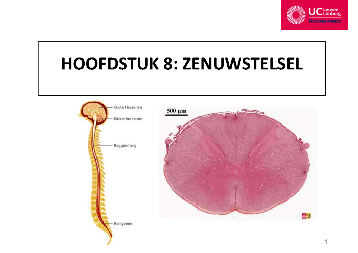 H8 Zenuwstelsel - zenuwweefsel - notities les handouts - HOOFDSTUK 8 ...