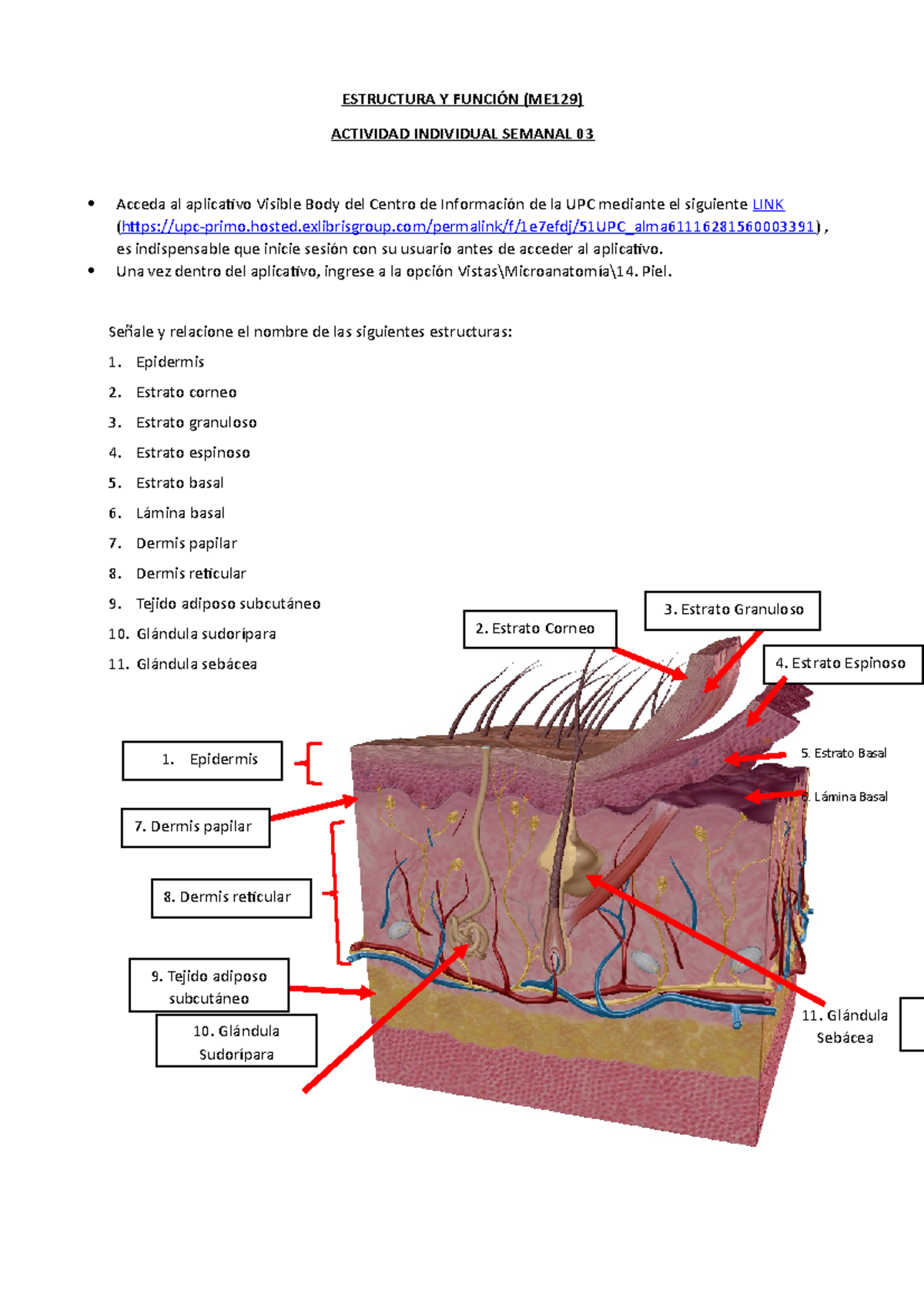 Tarea 3 - ESTRUCTURA Y FUNCIÓN (ME129) ACTIVIDAD INDIVIDUAL SEMANAL 03 ...