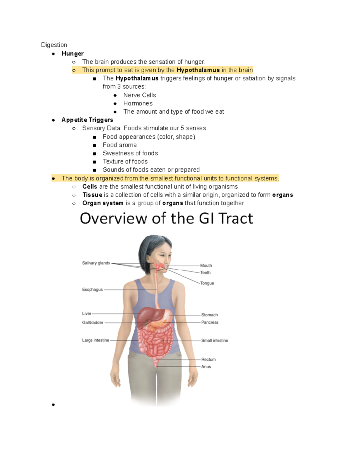 Ch.4 Lecture Notes - Digestion Hunger The brain produces the sensation ...