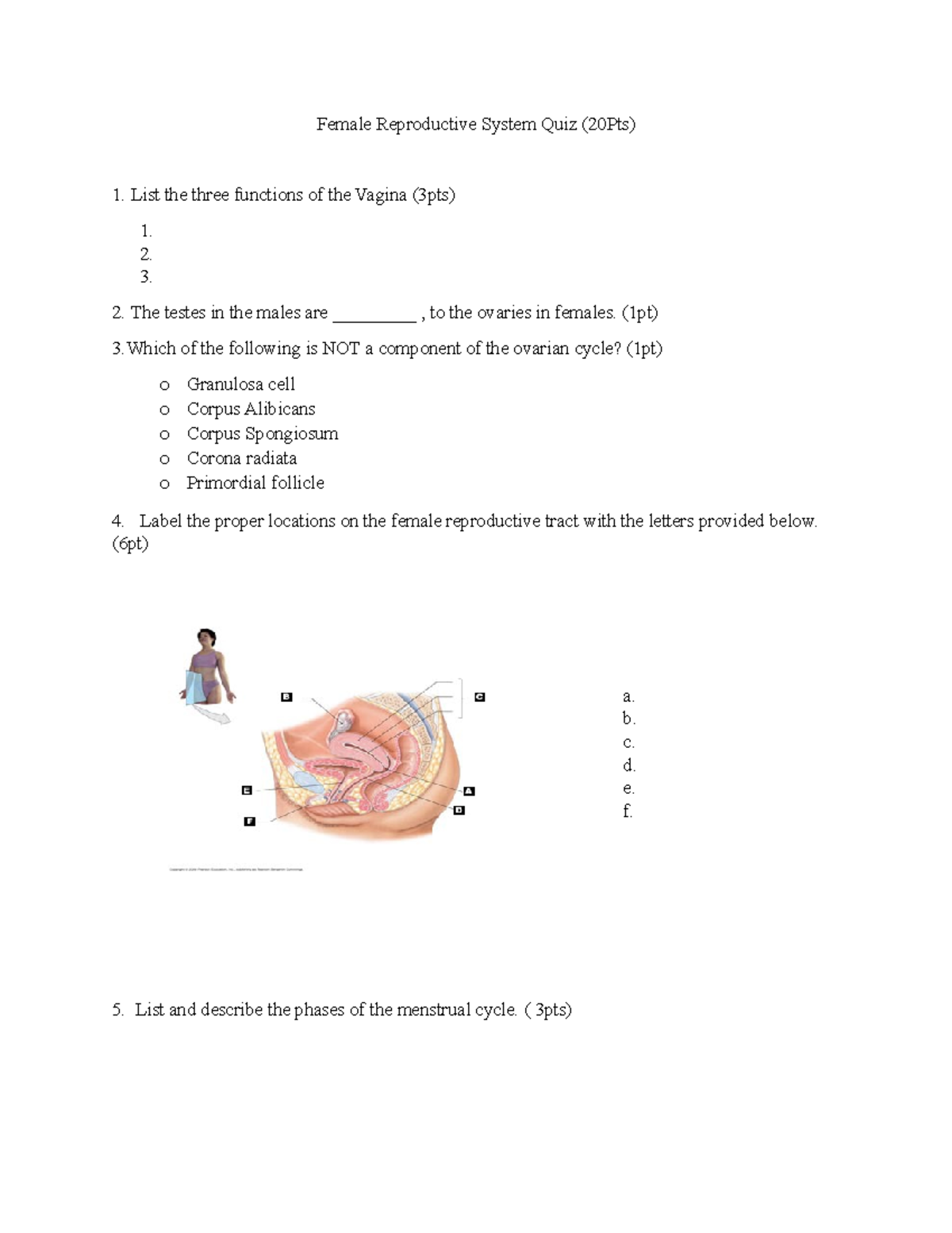 Female Reproductive System Quiz - 2. 3. The testes in the males are ...