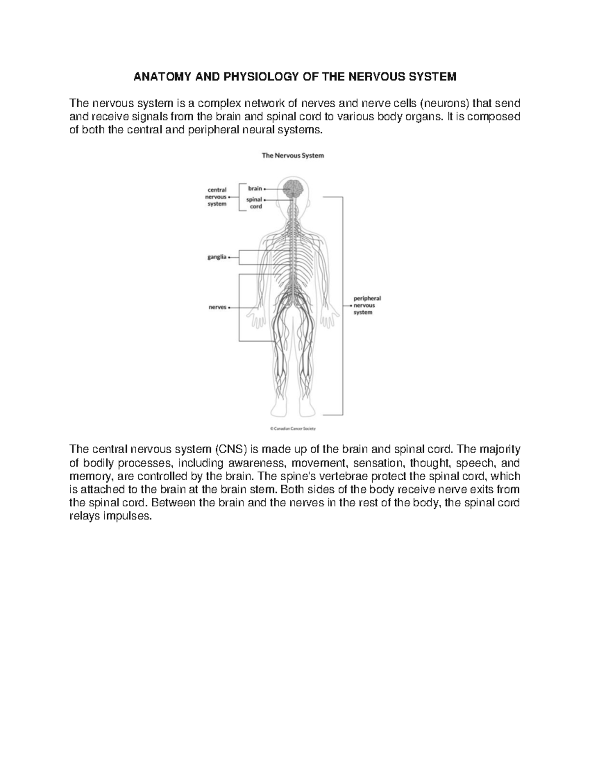 Anatomy- Nervous - ANATOMY AND PHYSIOLOGY OF THE NERVOUS SYSTEM The ...