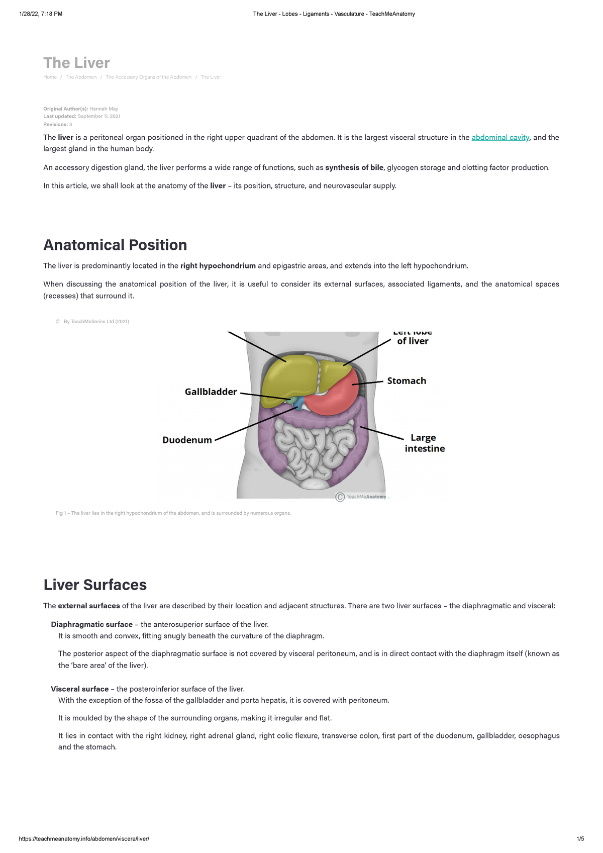 The Liver - Lobes - Ligaments - Vasculature - Teach Me Anatomy - The ...