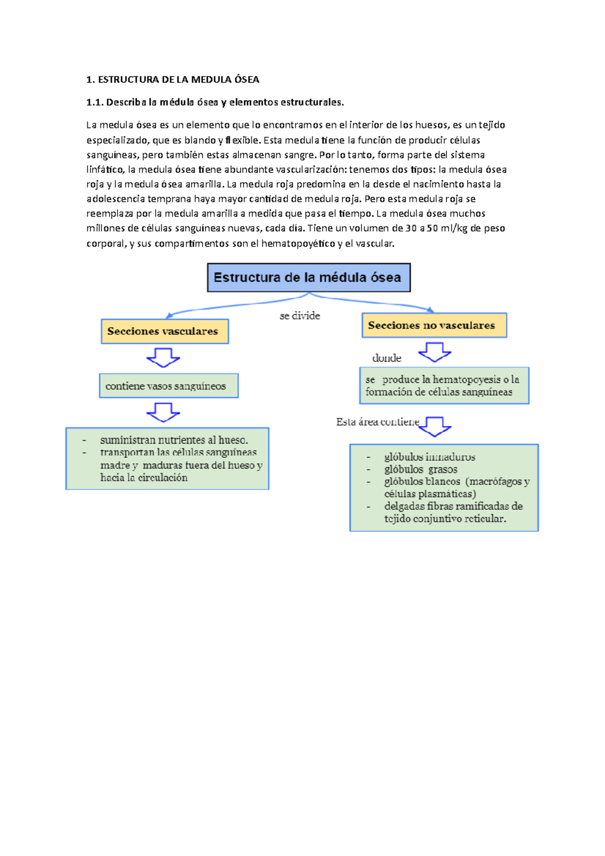 Estructura de la medula osea - 1. ESTRUCTURA DE LA MEDULA ÓSEA Describa ...