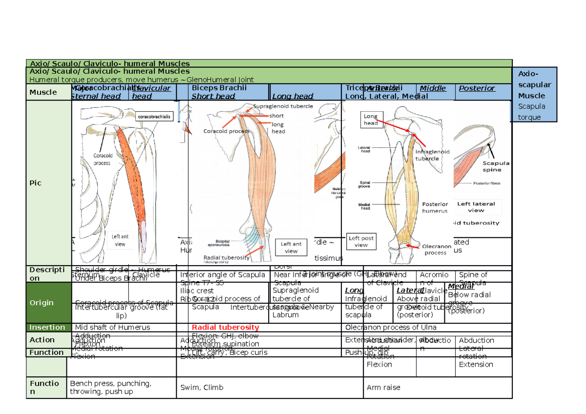 Muscle Table - Summary Functional Musculoskeletal Anatomy A - humeral ...