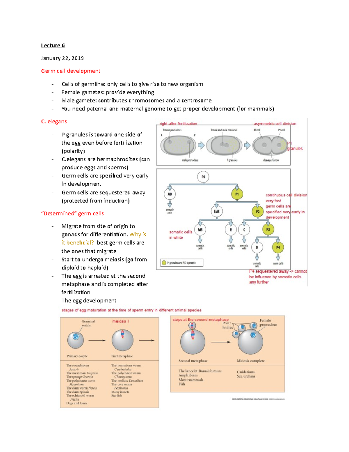 Lecture 6 - Lecture 6 January 22, 2019 Germ cell development Cells of ...