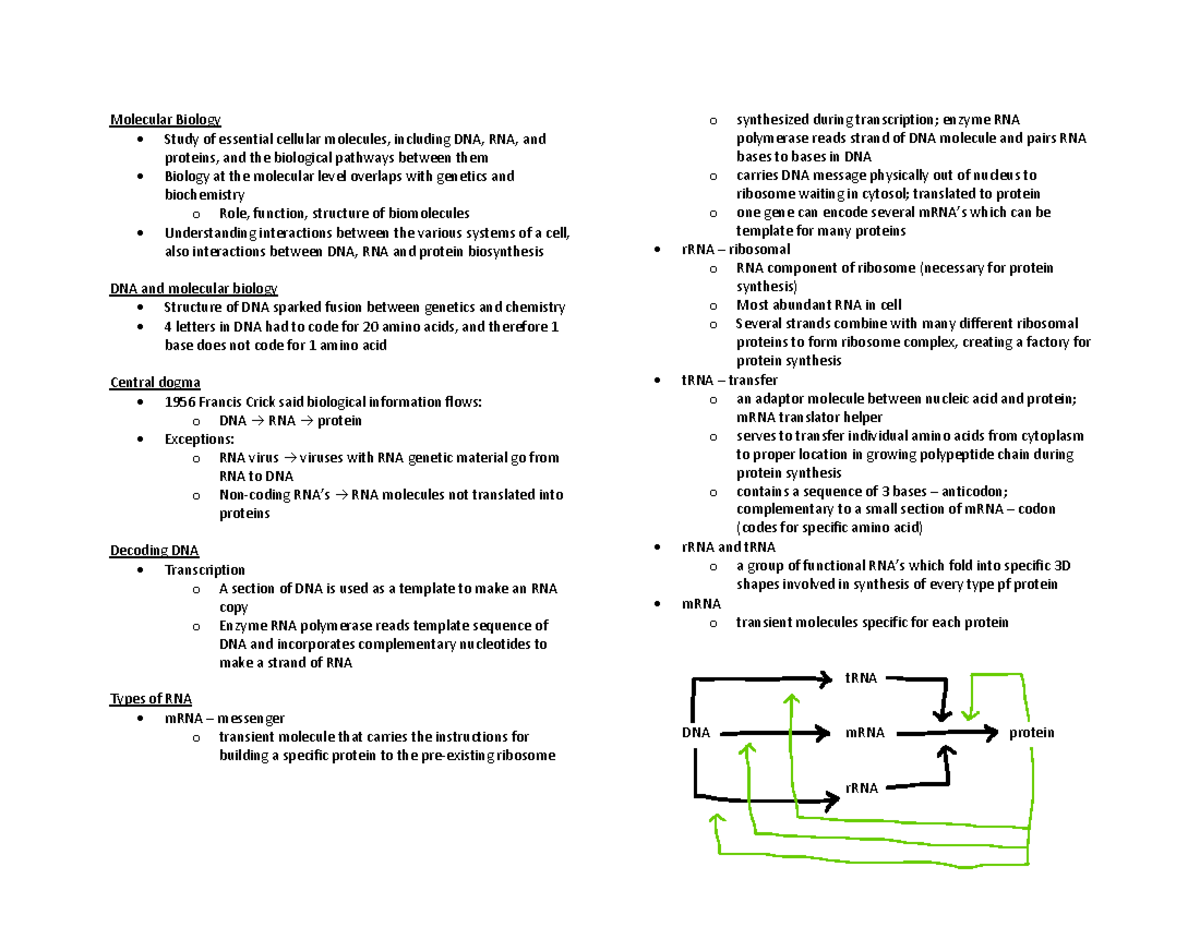 Biochem midterm (DNA) - Molecular Biology - Study of essential cellular ...