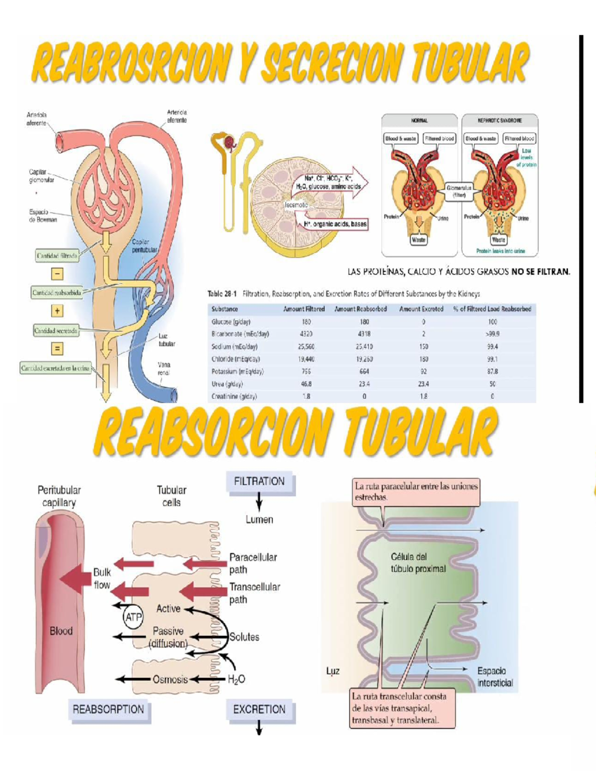 Reabsorcion y secrecion tubular renal - Fisiología I - Studocu