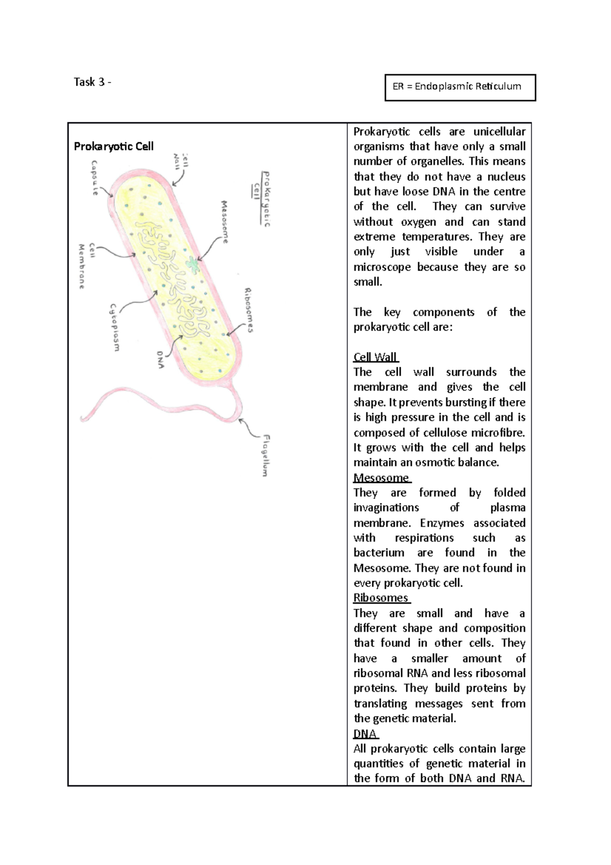 Labelled Drawings of Human Cells - Task 3 - Prokaryotic Cell ...