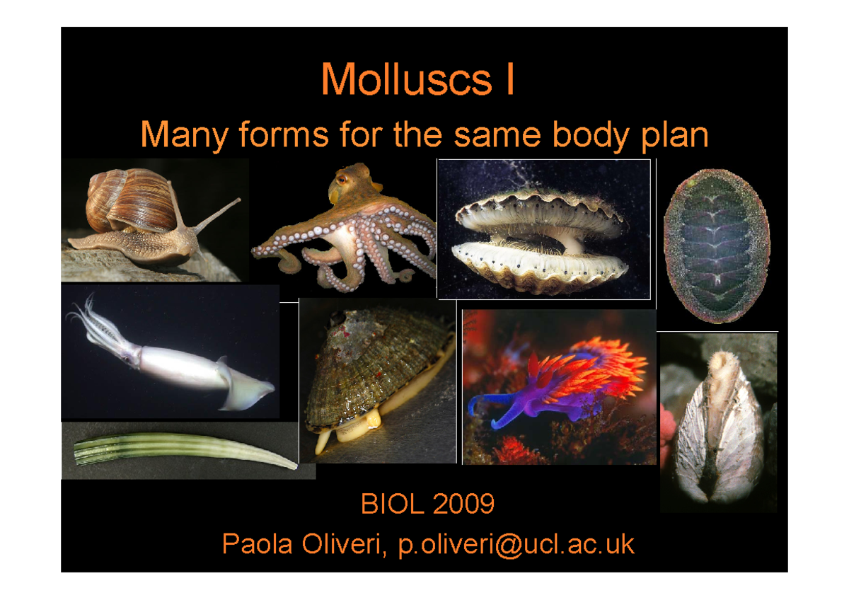 Molluscs - a lecture note on the animal biodiversity - Molluscs I Many ...