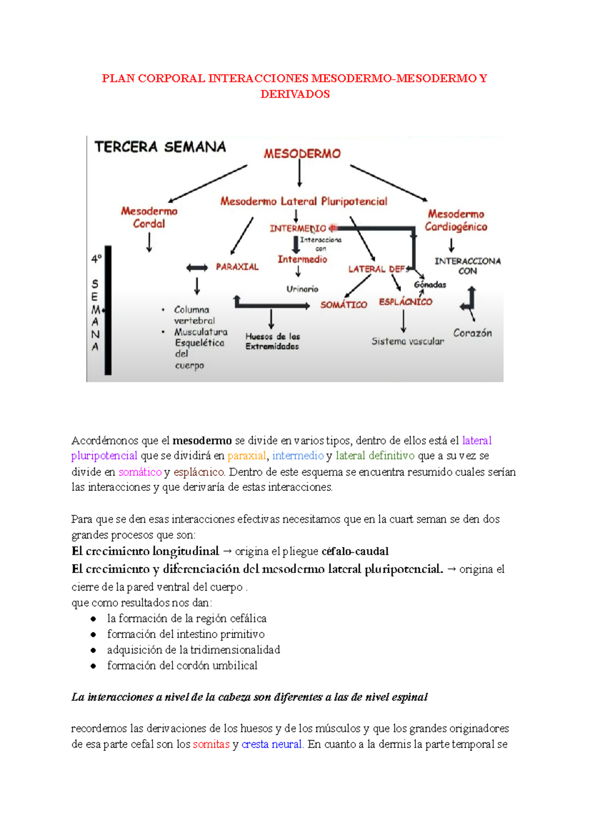 PLAN Corporal Interacciones Mesodermo- Mesodermo Y Derivados - PLAN ...