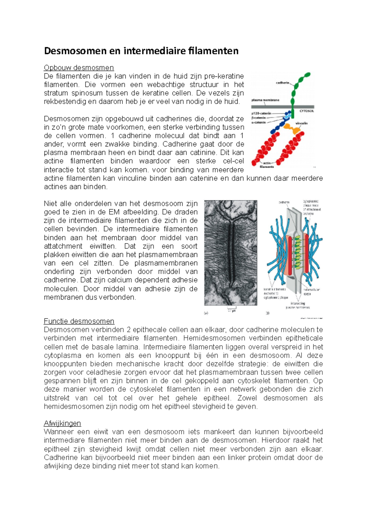Samenvatting desmosomen en intermediaire filamenten - Desmosomen en ...