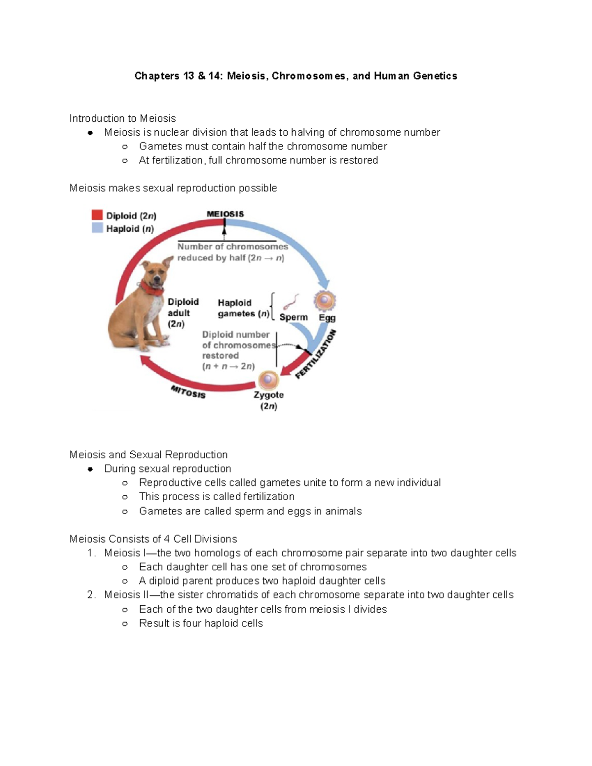 Chapters 13 & 14: Meiosis, Chromosomes, and Human Genetics - Chapters ...