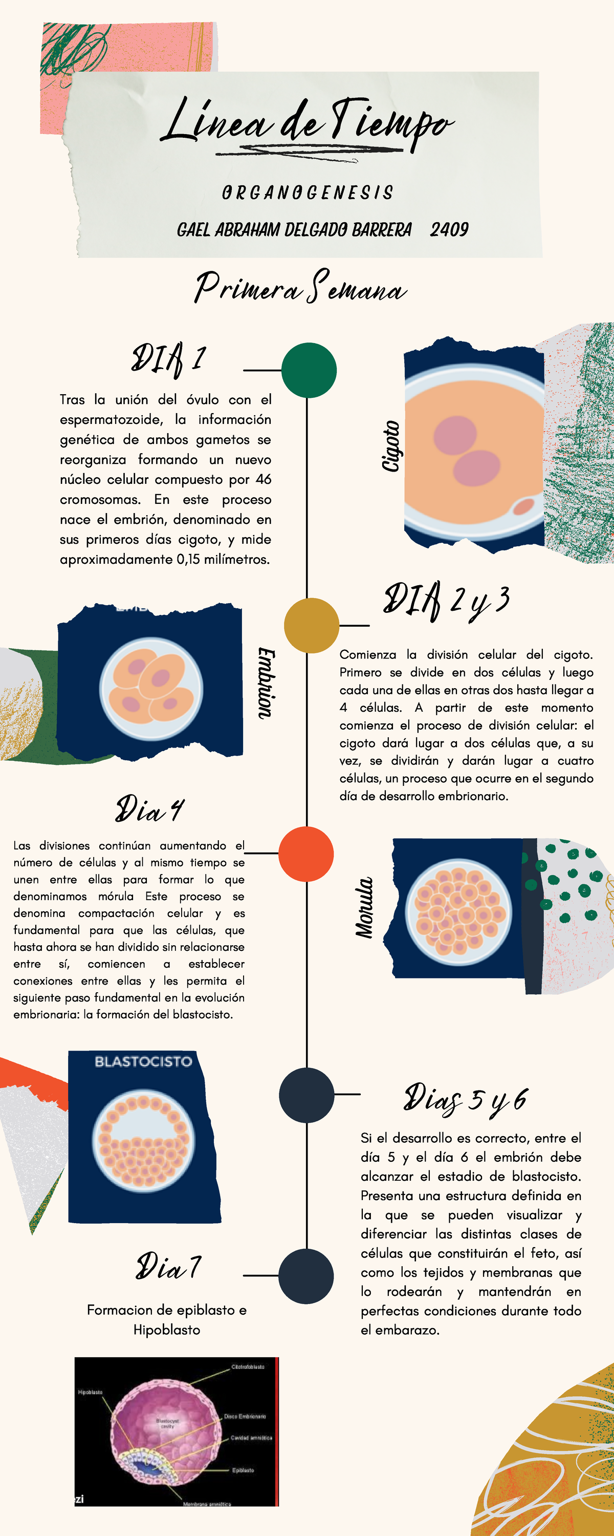 O R G A N O G E N E S I S - Linea sobre la organogenesis embrionaria ...