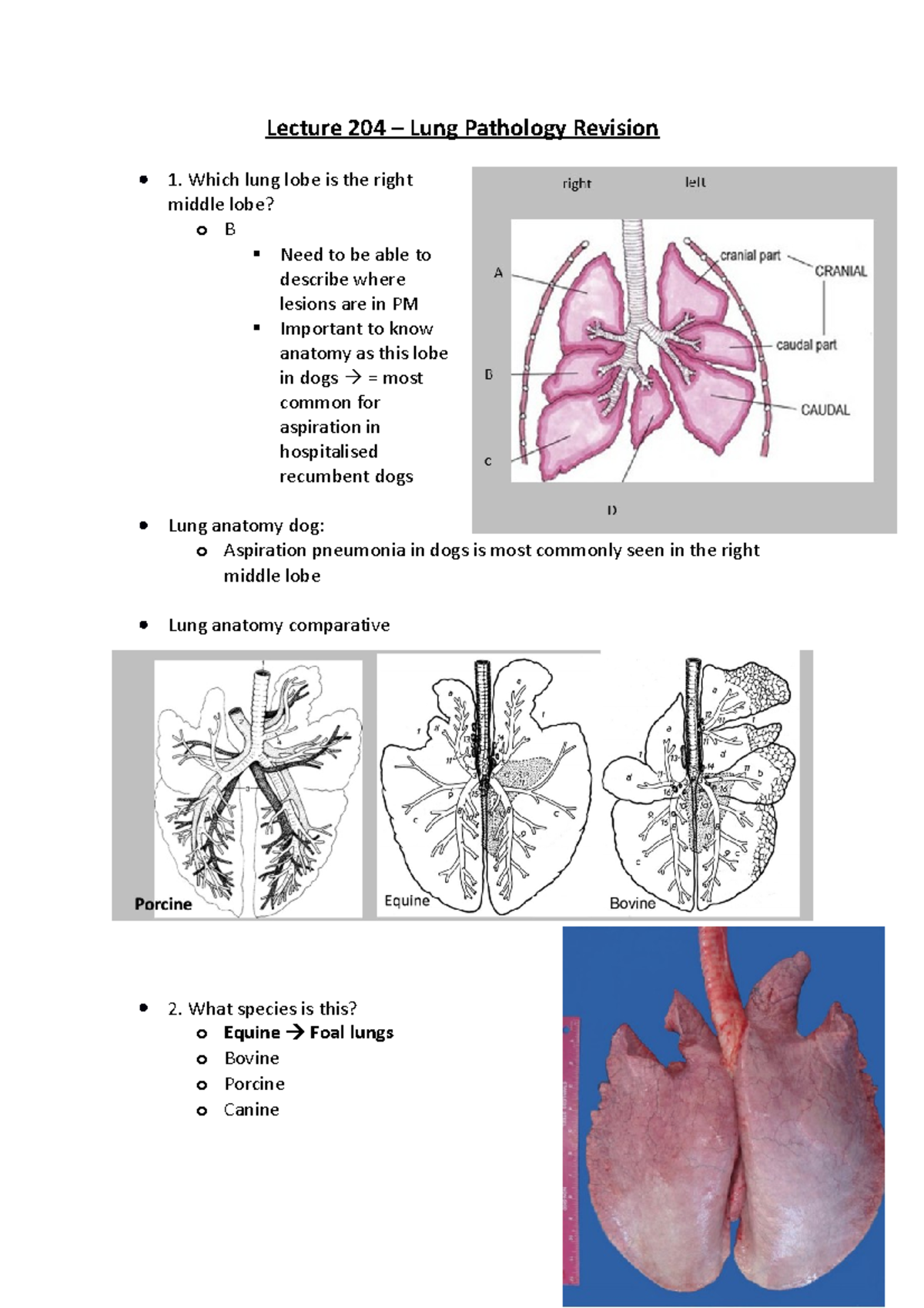 Lung Pathology Revision: Anatomy Histology and Diagnosis - Studocu