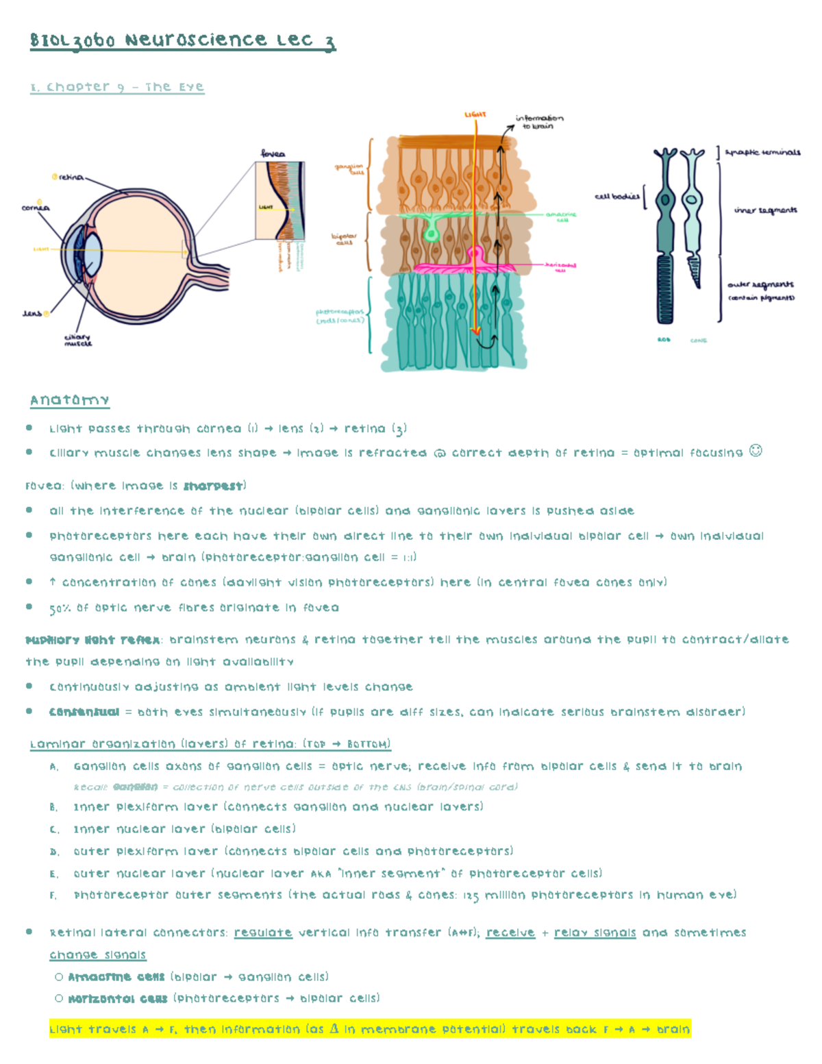 Neuroscience Lec 3 - Chapter 9 - The Eye Anatomy Light passes through ...
