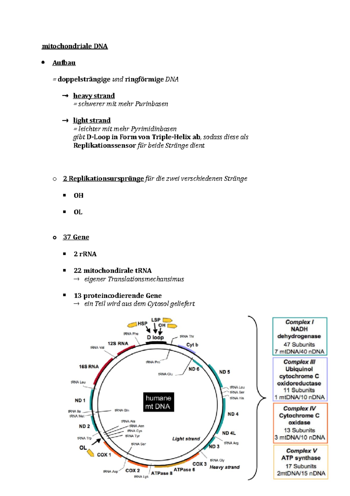 Mitochondriale DNA - Biochemie TB3- Themenkomplex Nucleinsäuren ...