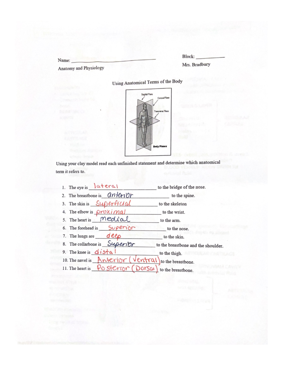 Anatomical Terms of the Body Lab 1 worksheet - BIOL 2401 - Studocu