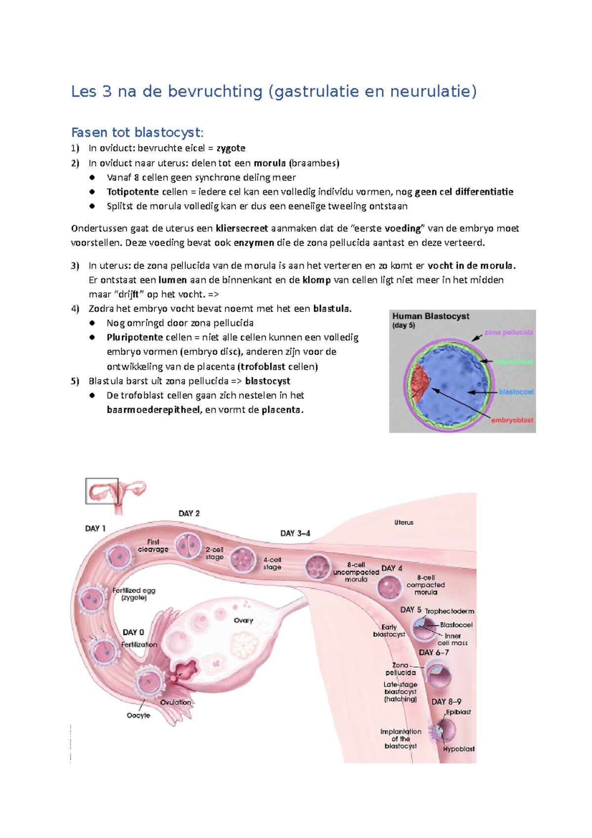 Les 3 na de bevruchting - Deze voeding bevat ook enzymen die de zona ...