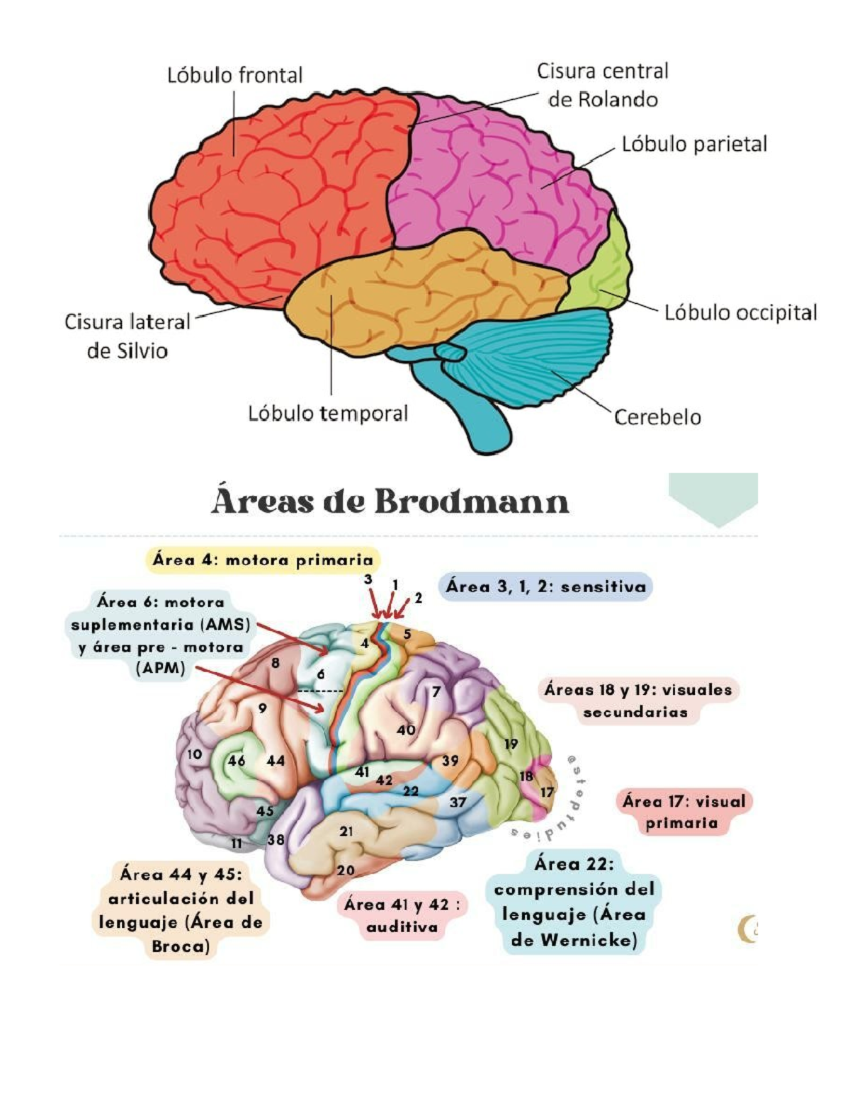 Doc1 - Compendio de imagenes: Unidad 5: Sistemas sensoriales y motor ...