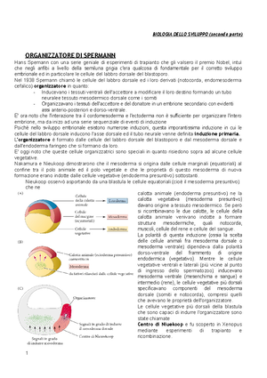 Cordati: cefalocordati e urocordati - CORDATI: Sono deuterostomi ...