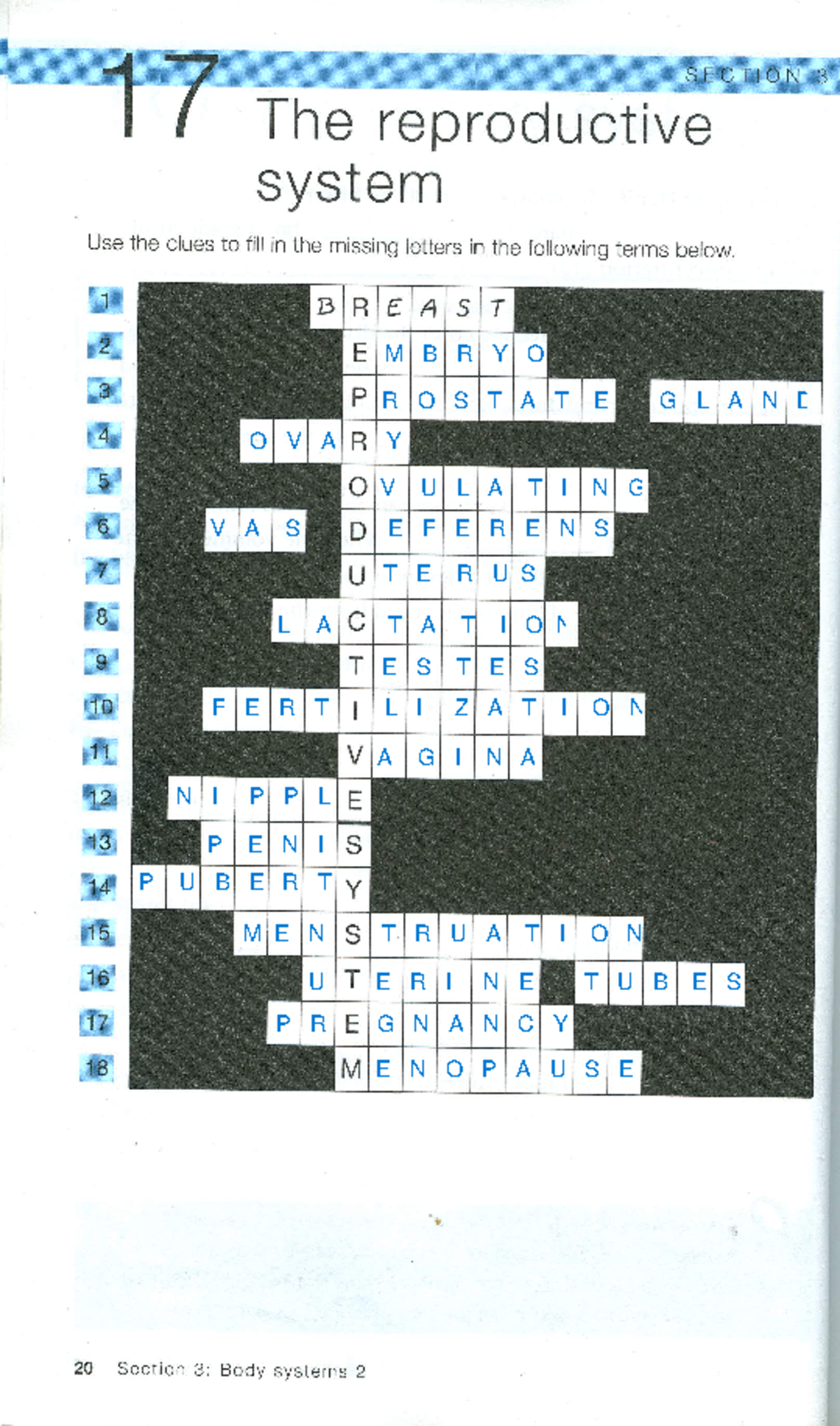 The Reproductive System Crossword - Inglés II - Studocu