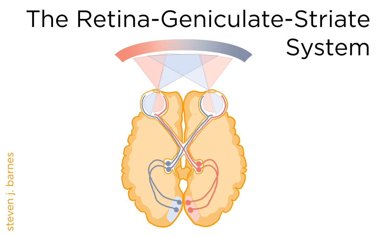 Retina Geniculate Striate System Final - The Retina-Geniculate-Striate ...