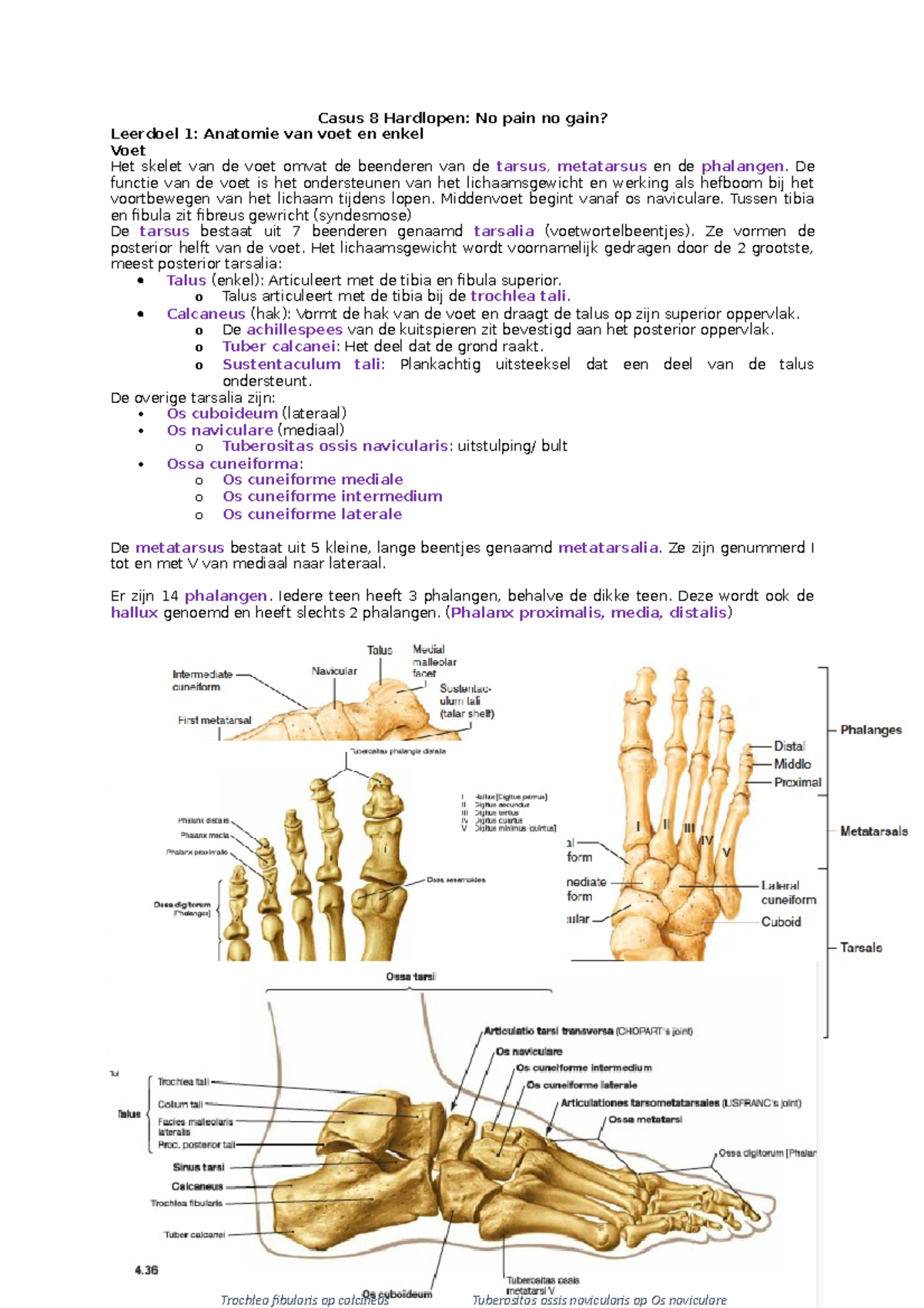 Casus 8 - Casus 8 Hardlopen: No pain no gain? Leerdoel 1: Anatomie van ...