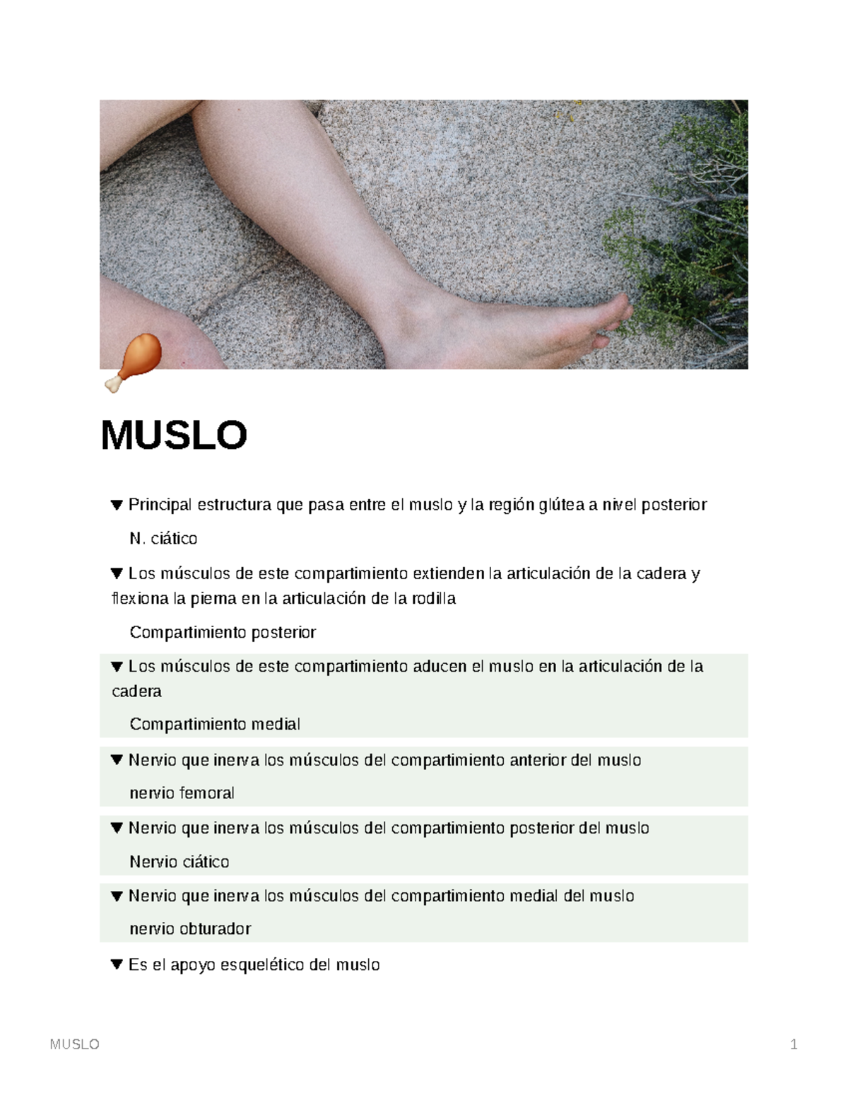 Muslo - Resumenes - MUSLO Principal estructura que pasa entre el muslo ...