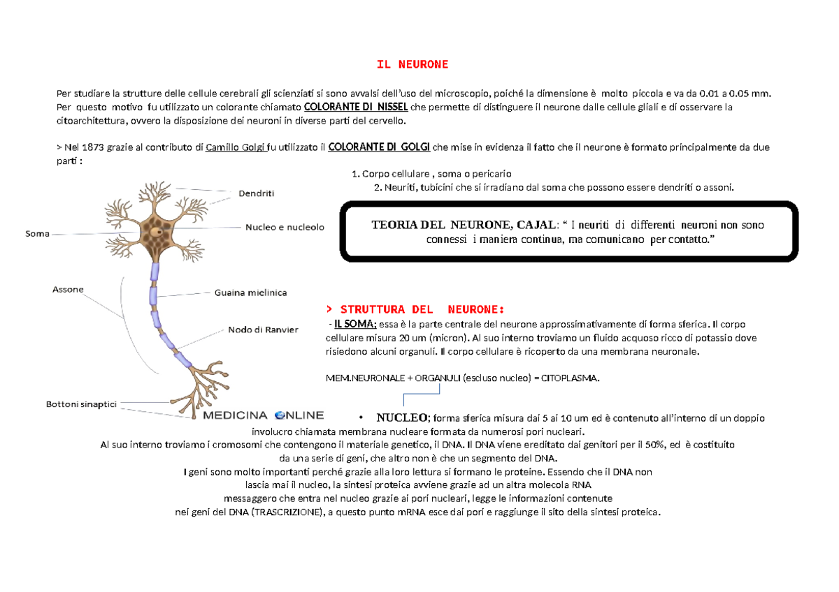 Fisiologia 1 - Riassunto Neuroscience - IL NEURONE Per studiare la ...