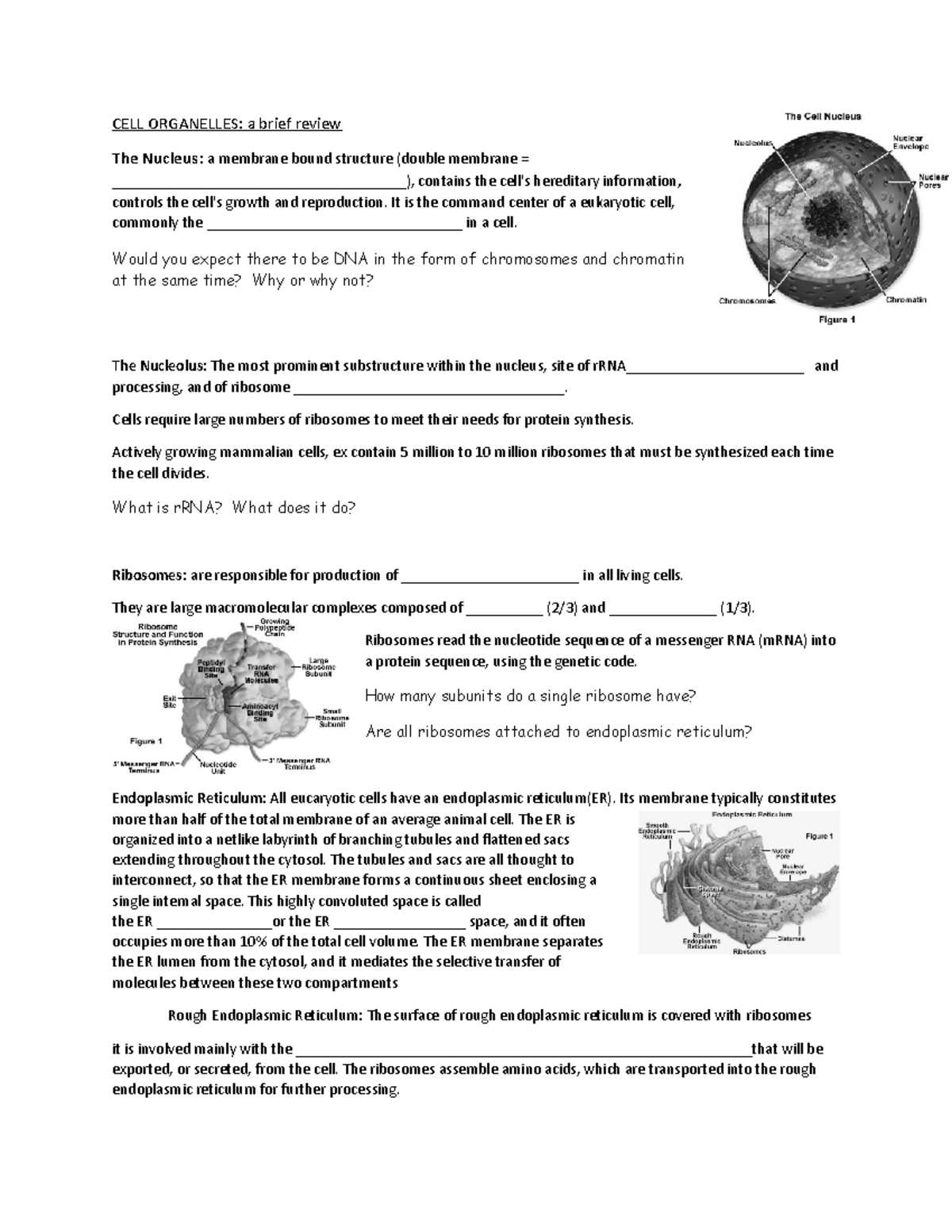 CELL Organelles ppt sheet 2020 - CELL ORGANELLES: a brief review The ...