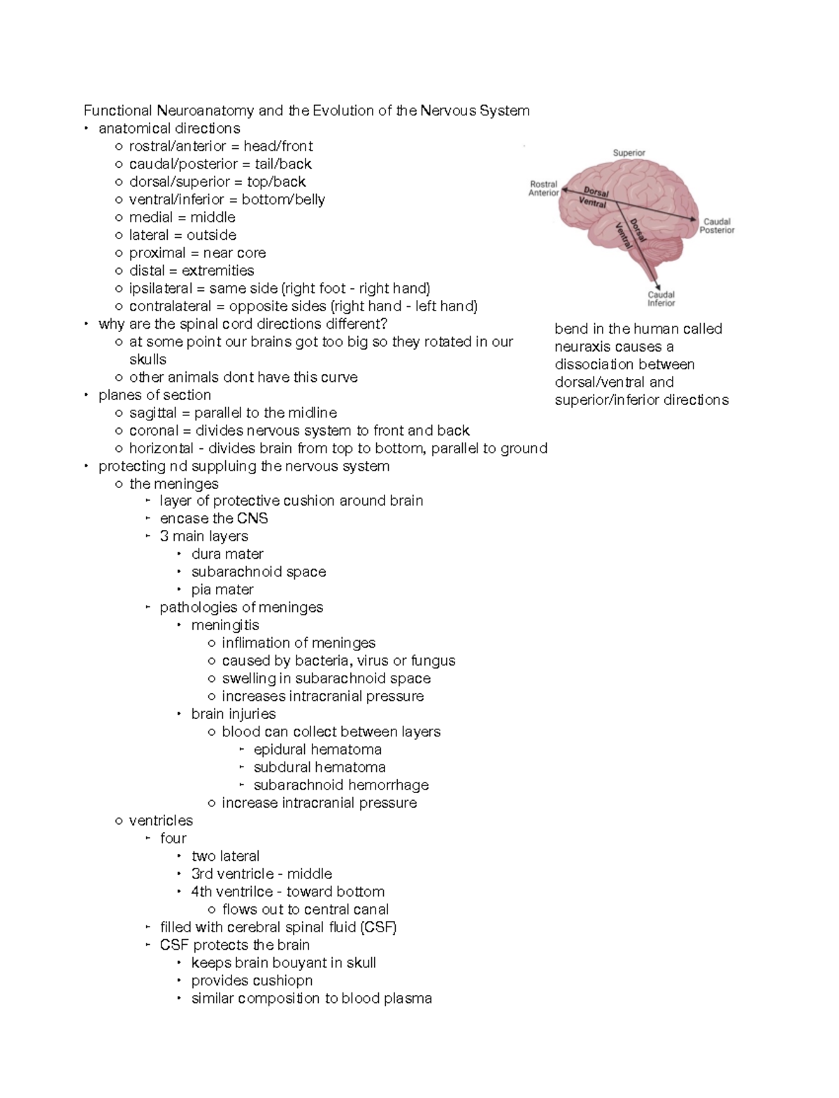 1-13 Lecture - behavioral neuroscience notes functional neuroanatomy ...