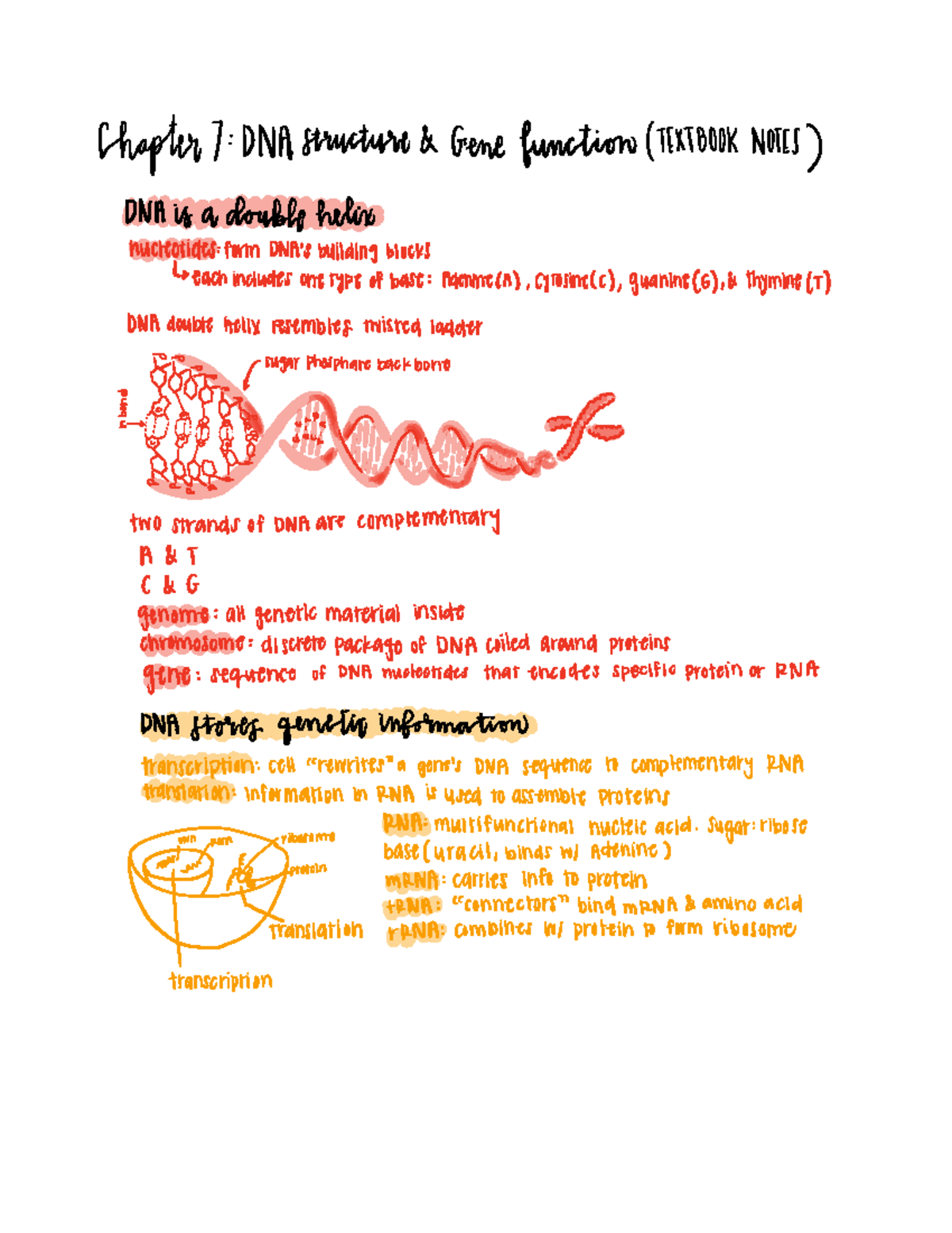 Chapter 7 Notes 2 - Chapter 7 DNAstructure Gene function THTBOOK Notts ...