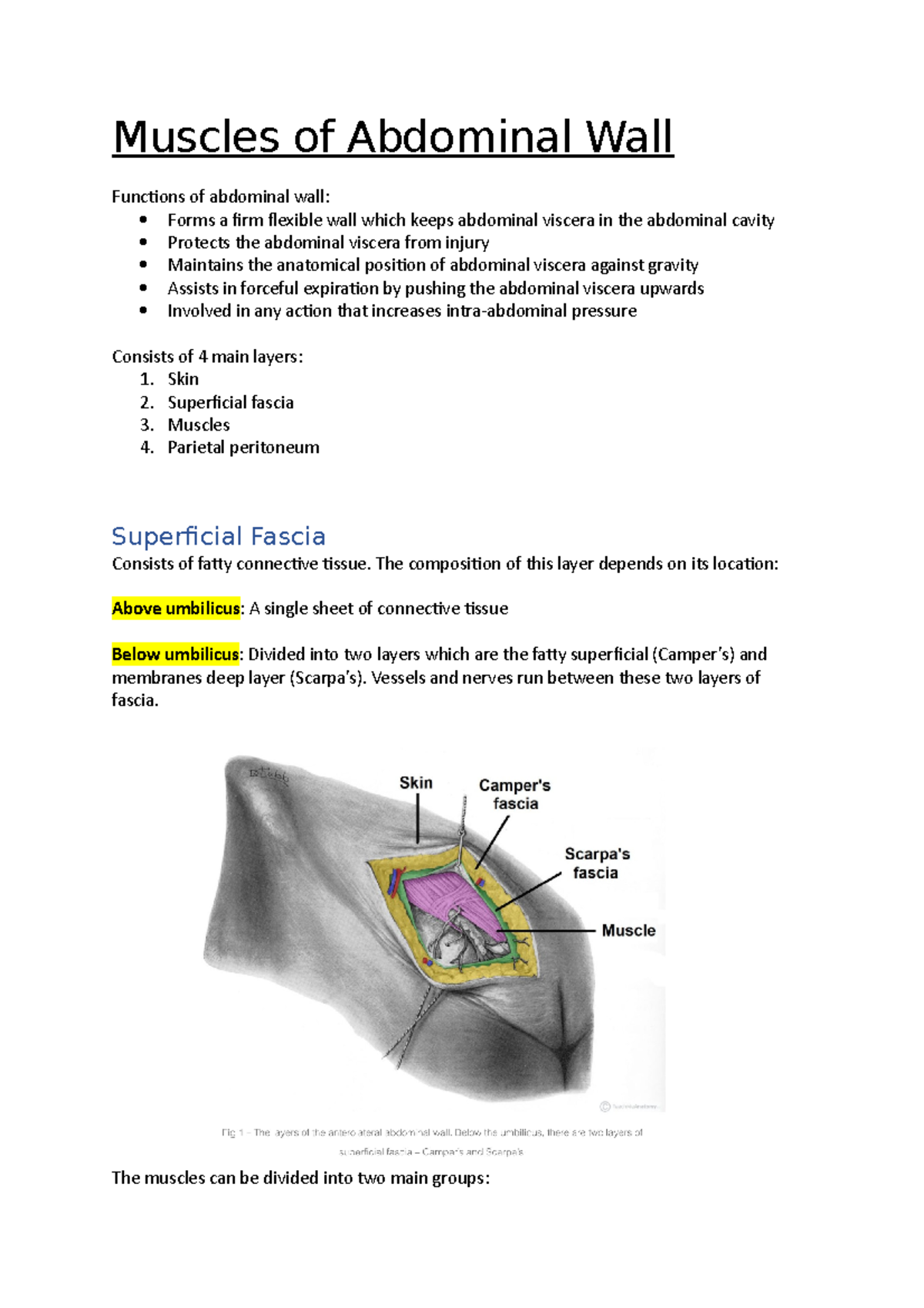Muscles of Abdominal Wall - Muscles of Abdominal Wall Functions of ...