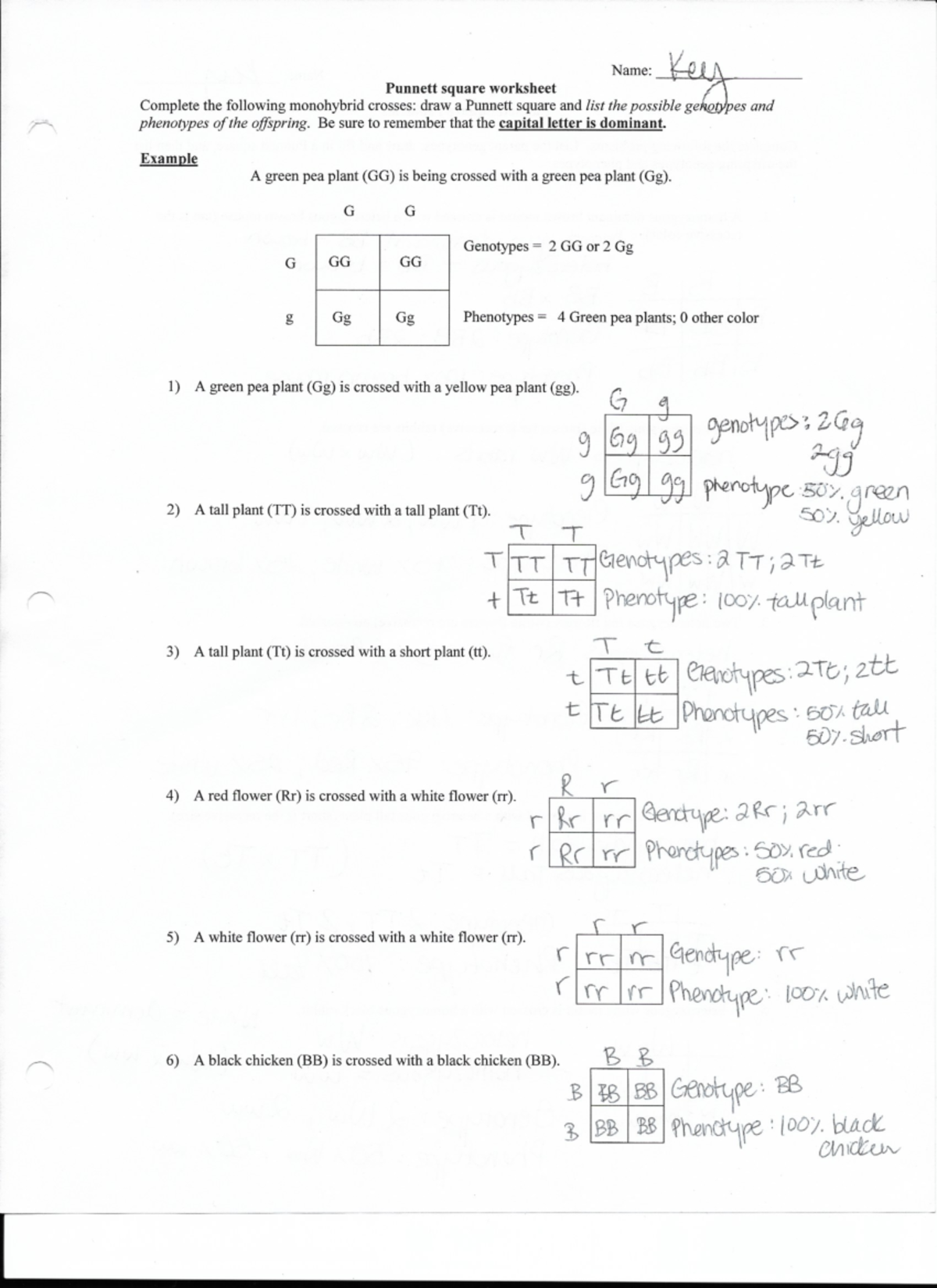 07 punnett square ws key - Studocu