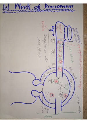 Test of embryology 1st and 2nd week - A major characteristic of meiosis ...