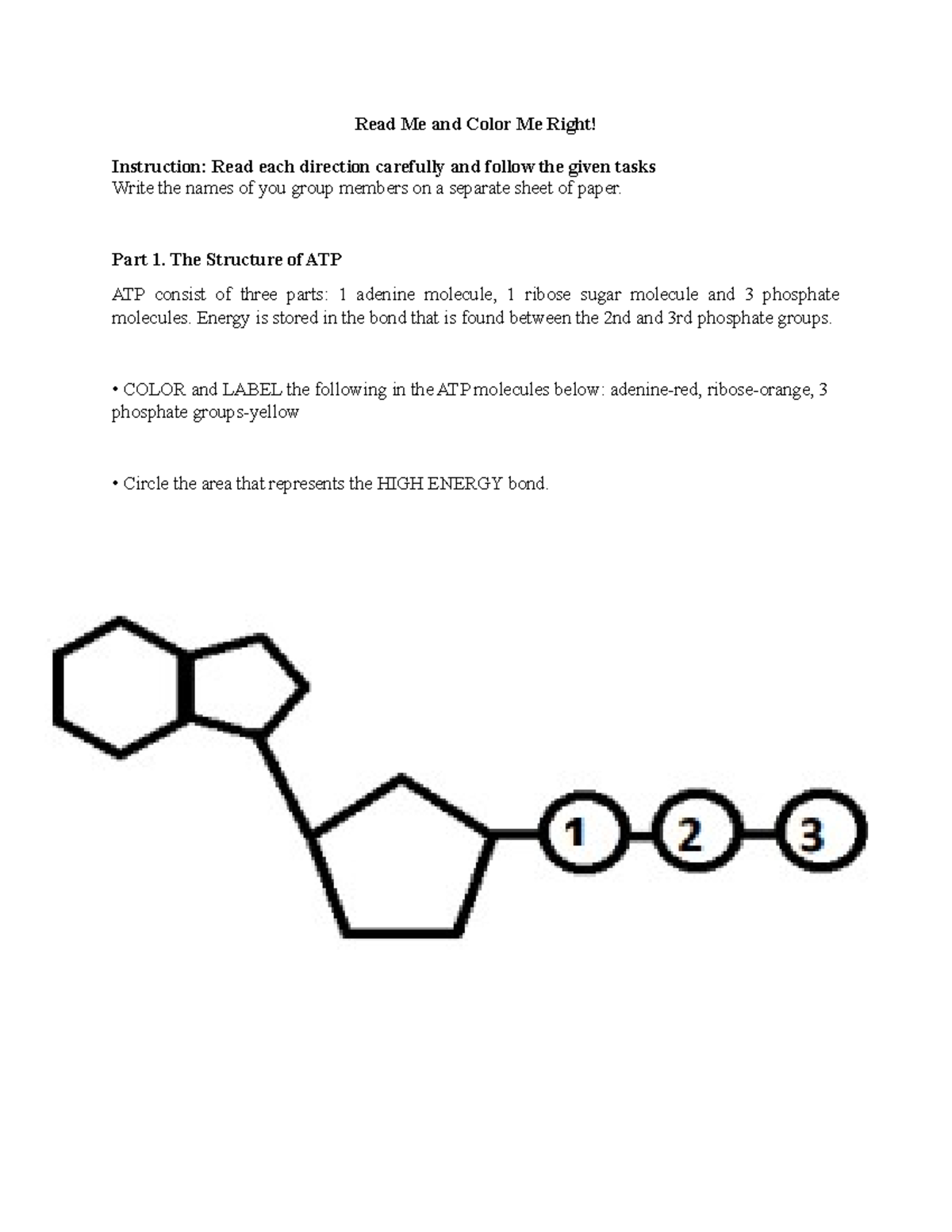 Activity ATP ADP Cycle - Read Me and Color Me Right! Instruction: Read ...