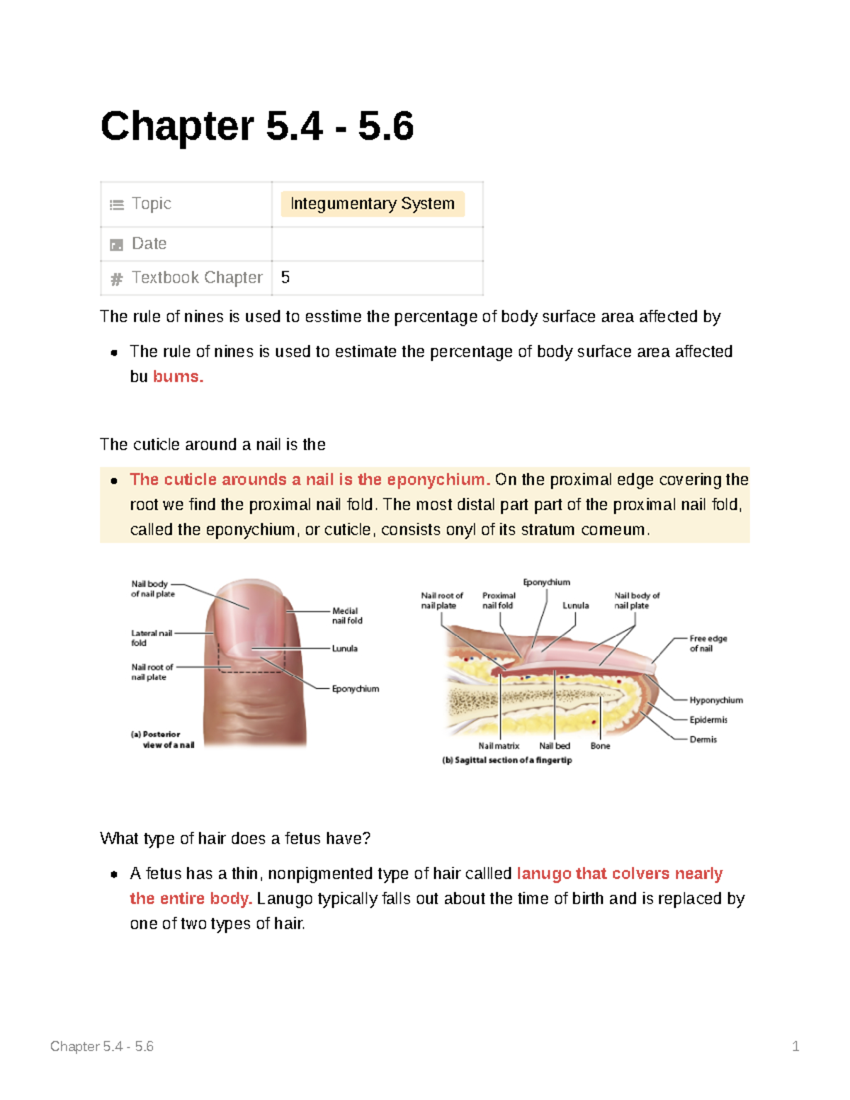 Chapter 5 - Topic: Integumentary system - Chapter 5 - 5. Topic ...