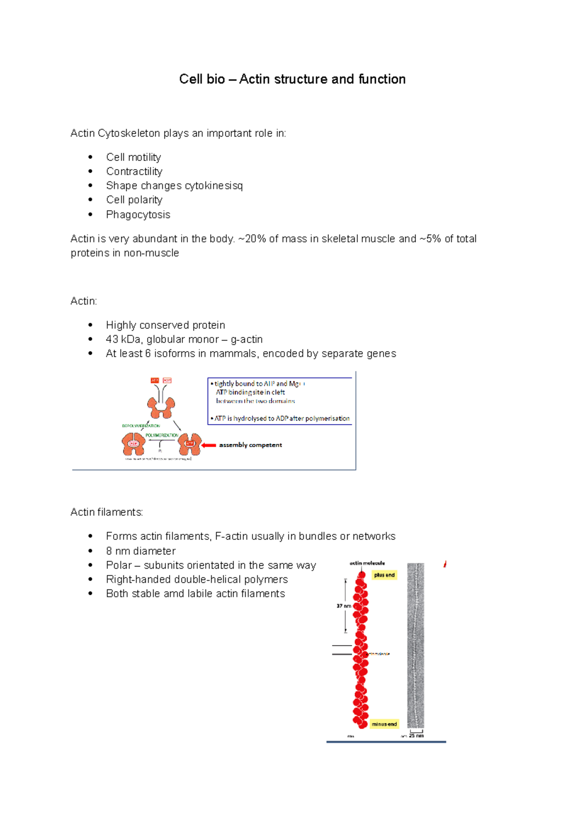 Cell bio – Actin structure and function - Cell bio – Actin structure ...