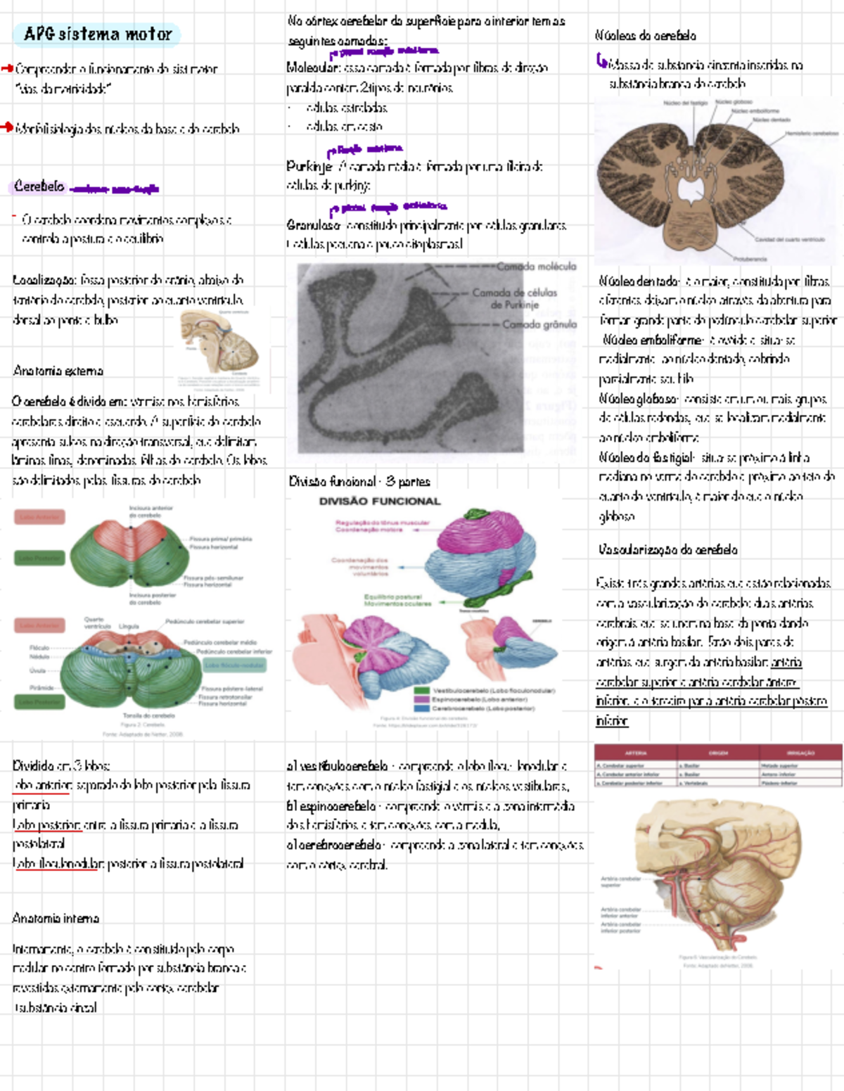 Apg 6 - neuro - APG sistema motor Cerebelo Compreender o funcionamento ...