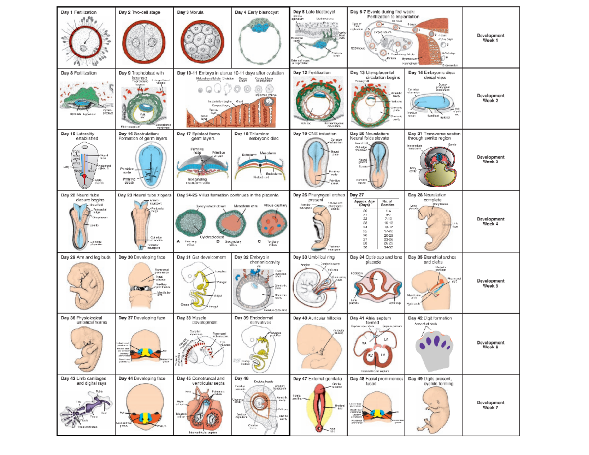 Embryonic Development - Day 1 Fertilization Day 2 stage Day 3 Morula Day 4 Early blastocyst Day ...