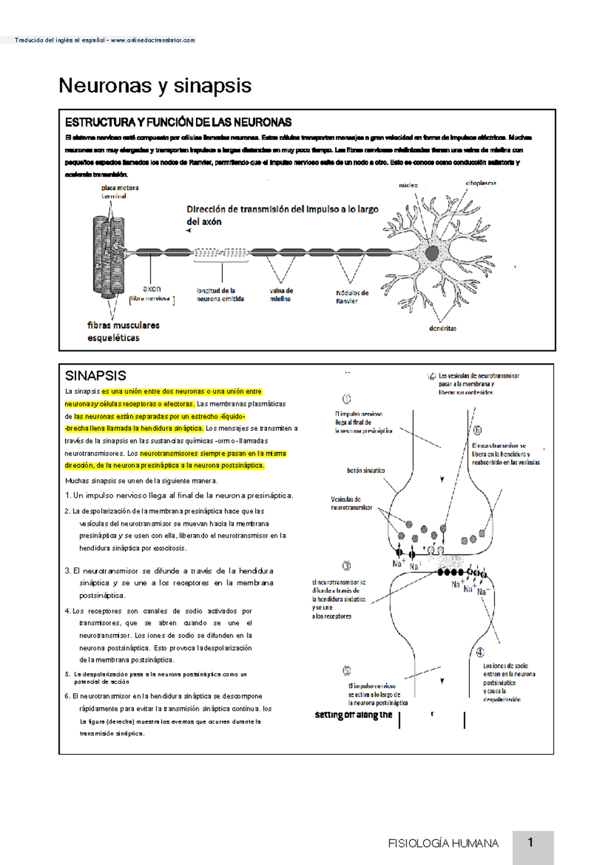 Neuronas Y Sinapsis IB Study Guide Biology (1)-1-109 (2)-83-93 ...