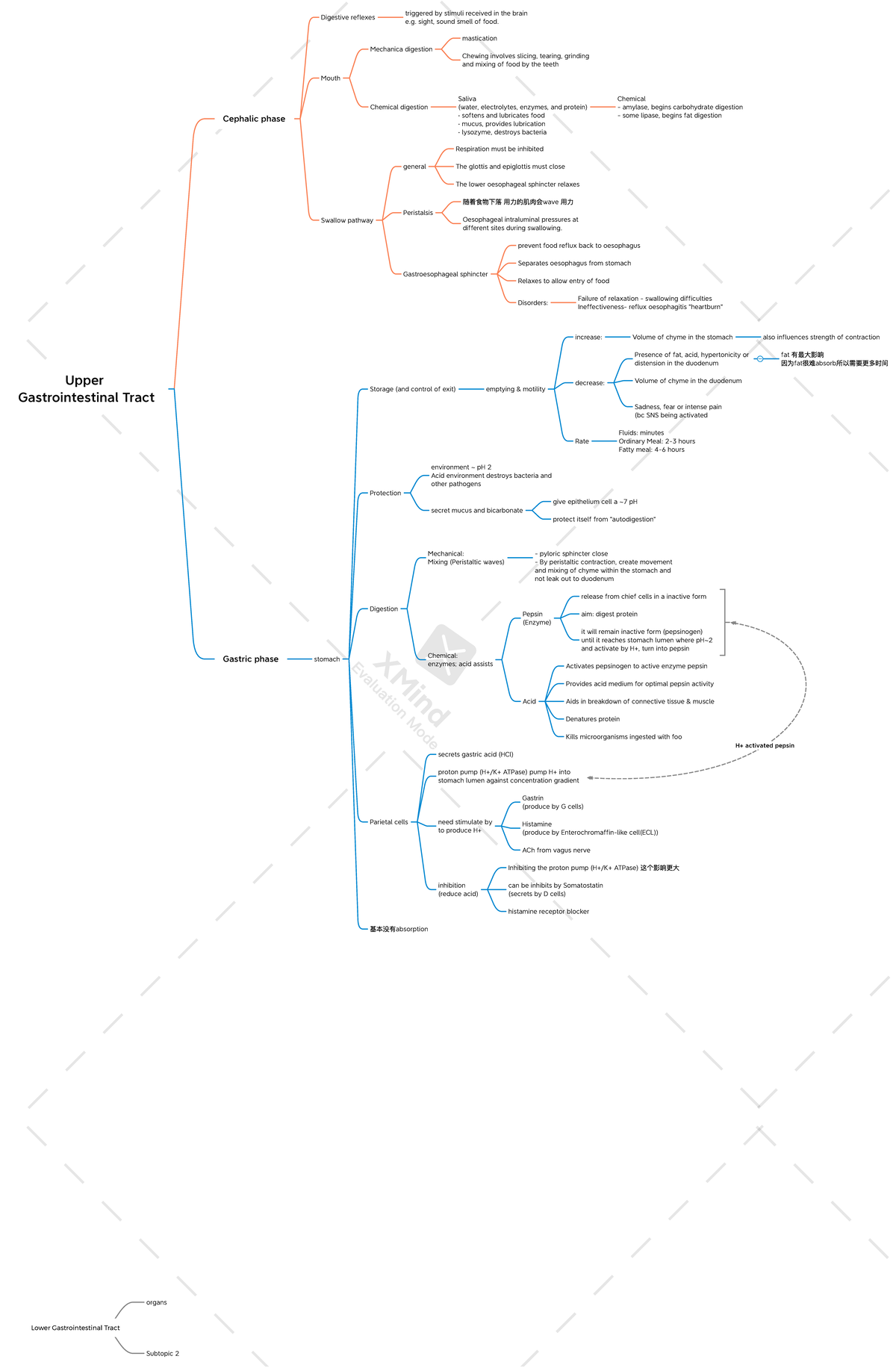 Upper Gastrointestinal Tract - ANAT20006 - Unimelb - Studocu