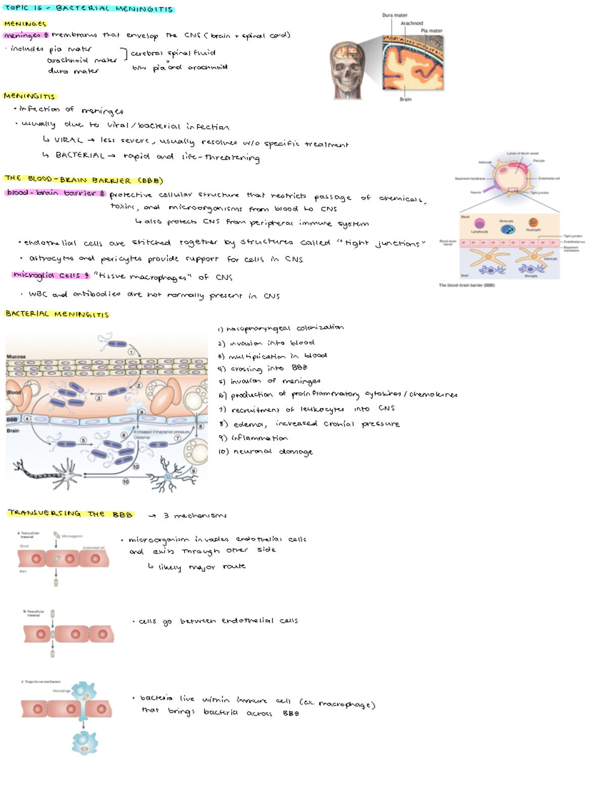 Topic 16 - Bacterial Meningitis - TOPIC 16 BACTERIAL MENINGITIS ...